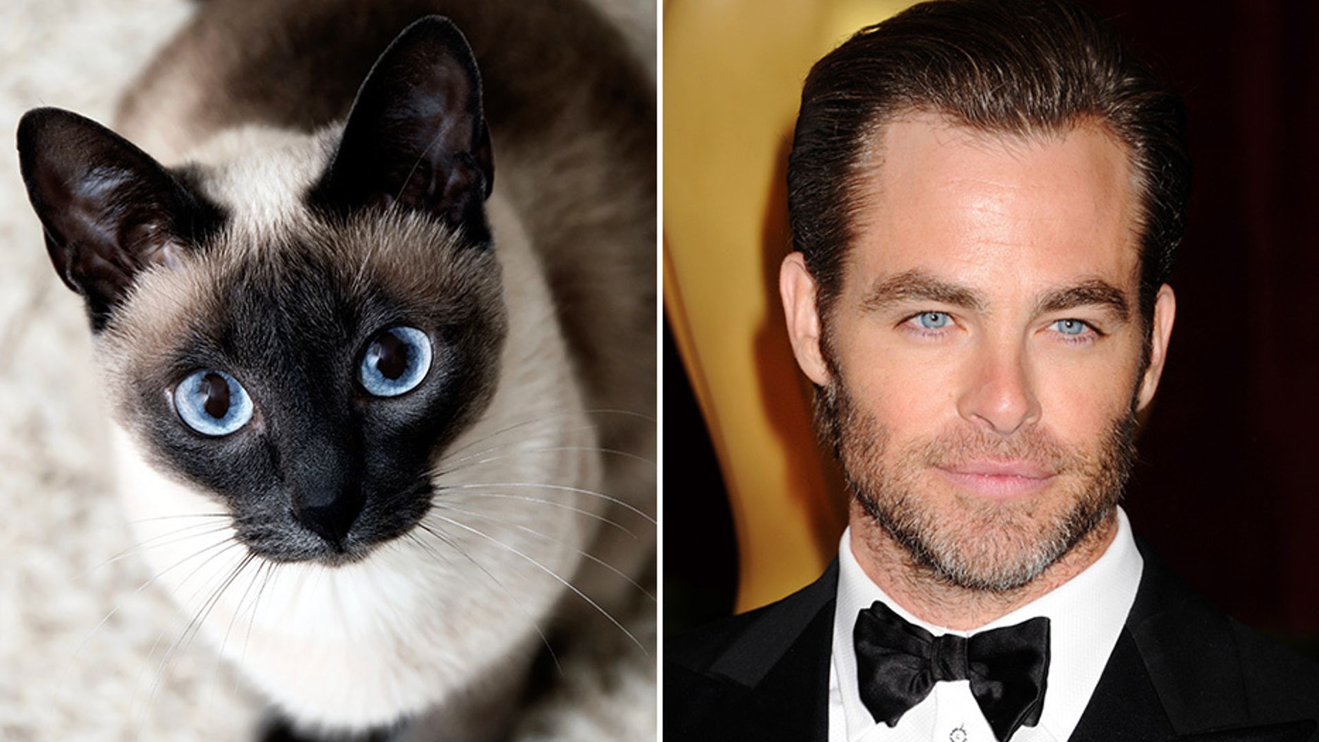 Celebrities and their cat soulmates | HELLO!