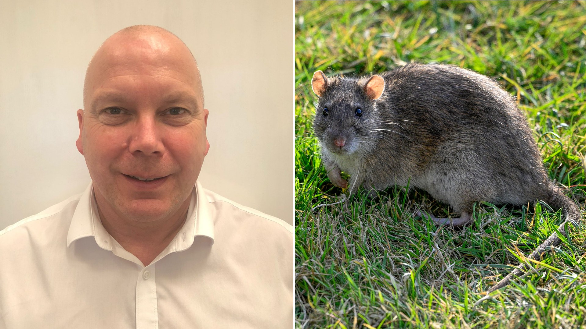 Derek Hales, health and safety expert, reveals how to stop 'cat-sized ...