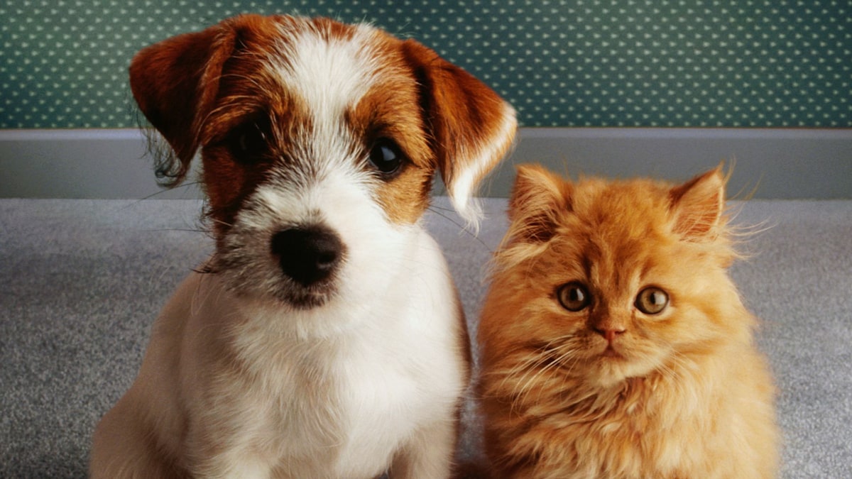 The top cat and dog names in 2023 were EXACTLY the same – is this your ...