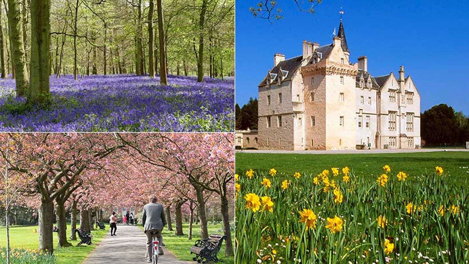 Top 5 spring flower fields and gardens in the UK | HELLO!