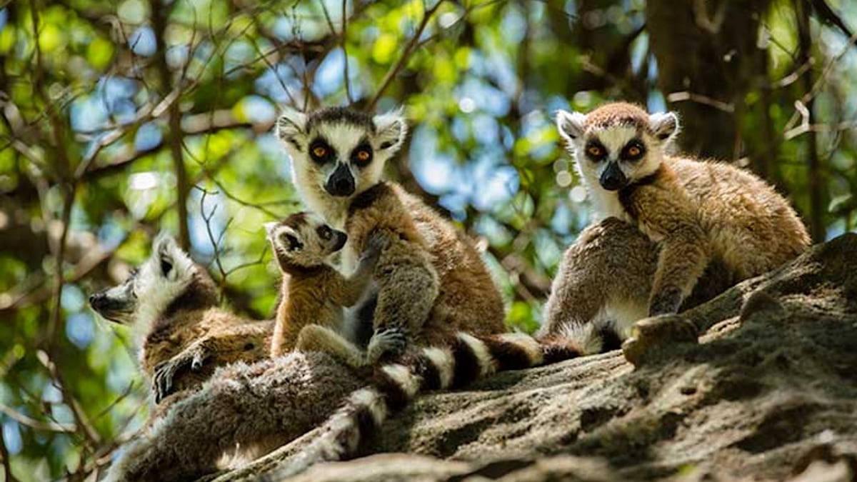 Ankarana Reserve, Madagascar: home to lemurs, chameleons and other exotic wildlife. | HELLO!