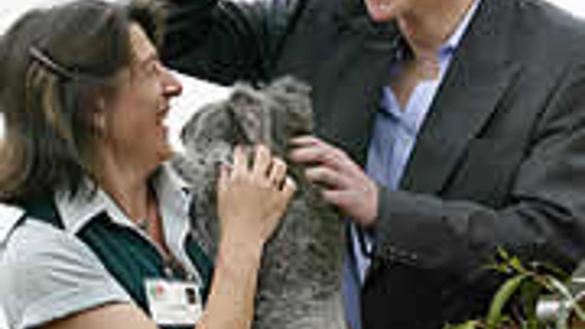 prince harry, HARRY GETS A FURRY WELCOME DOWN UNDER | HELLO!