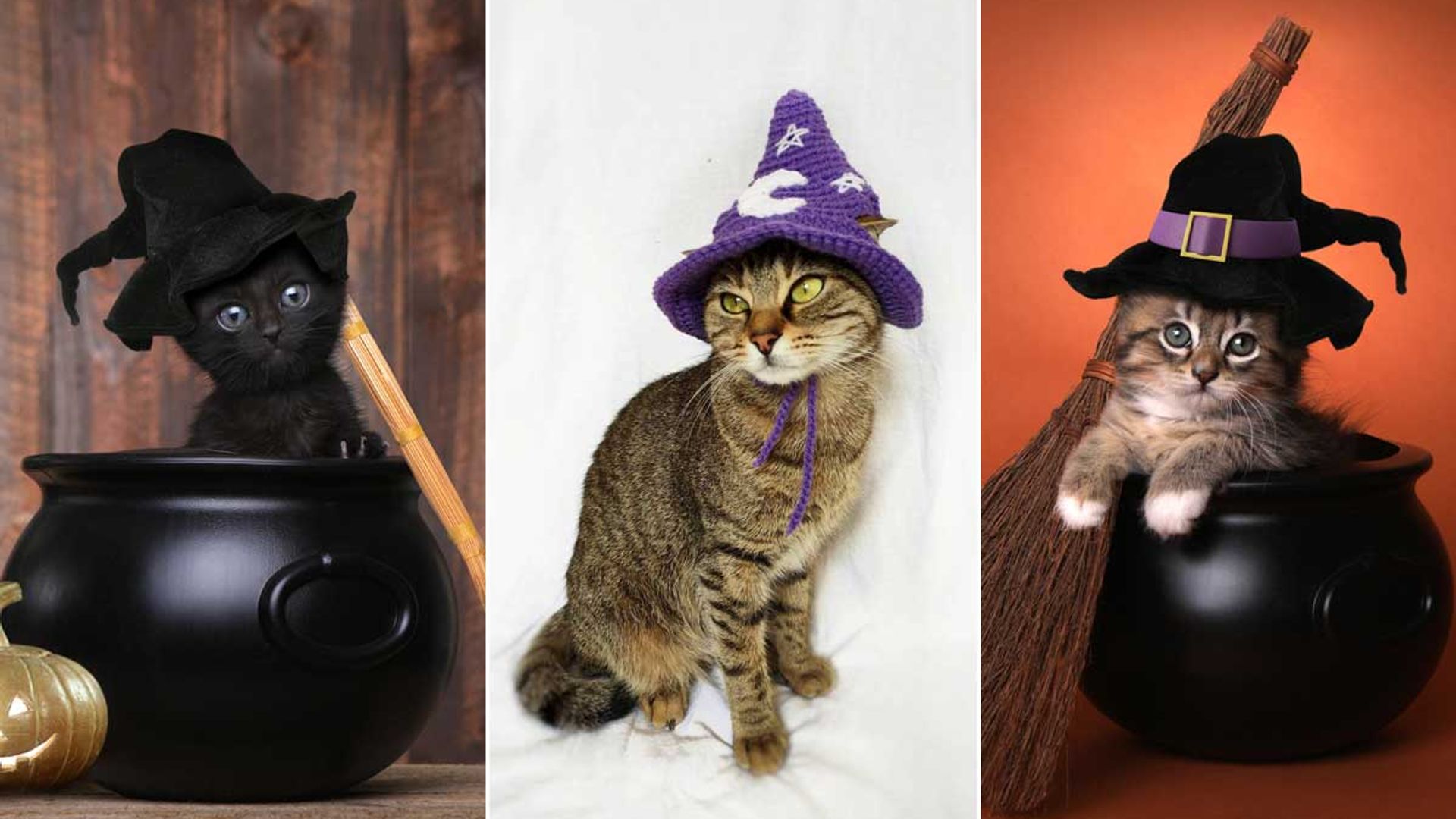 Best Halloween costumes for cats 2022: From bat wings, vampire capes ...