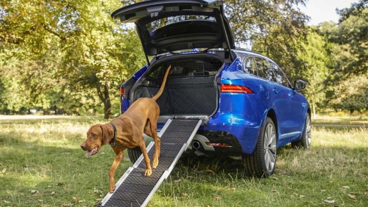8 best cars for dogs and their owners: From Skoda to Peugeot | HELLO!