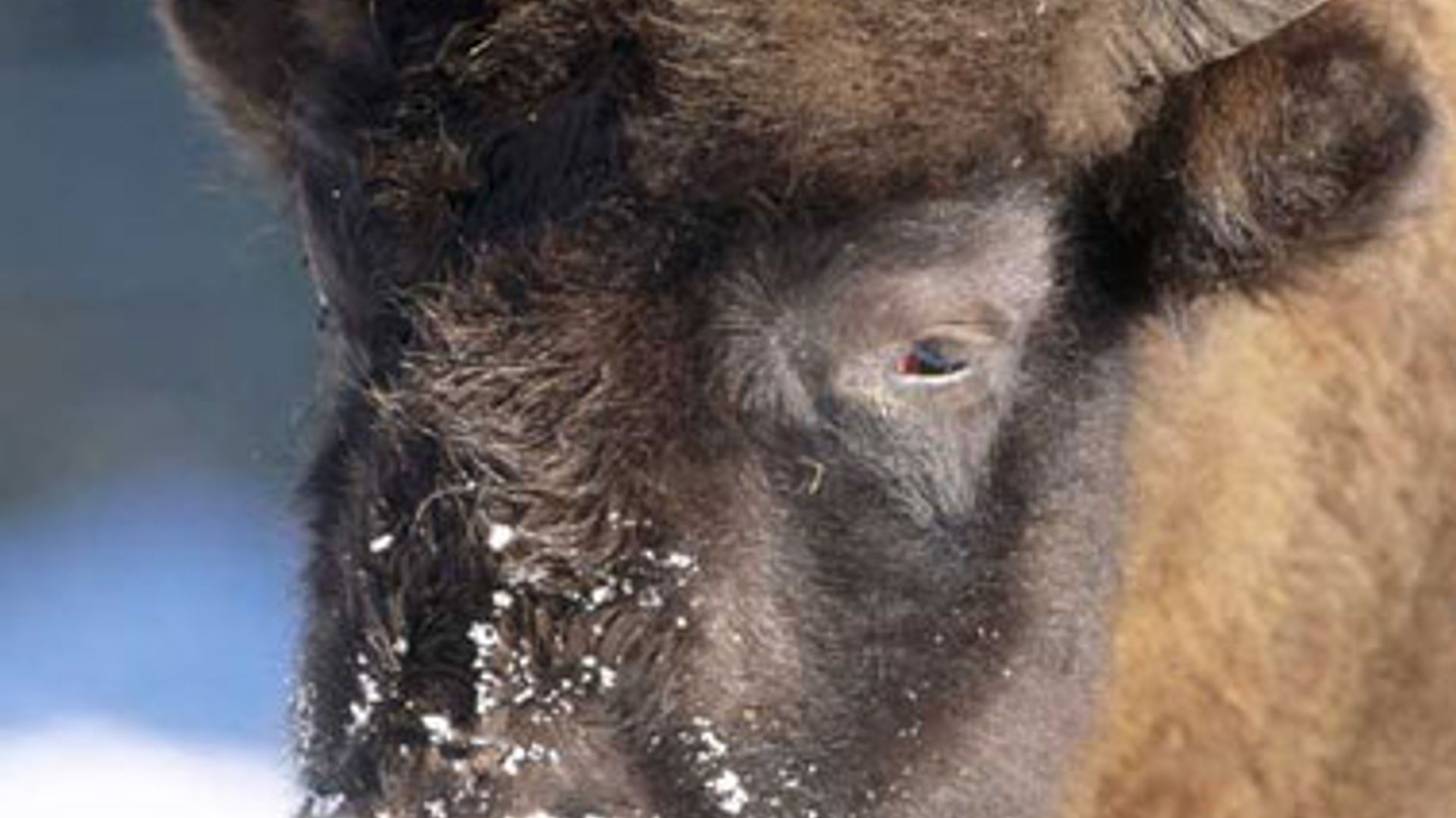 In search of the last European bison | HELLO!