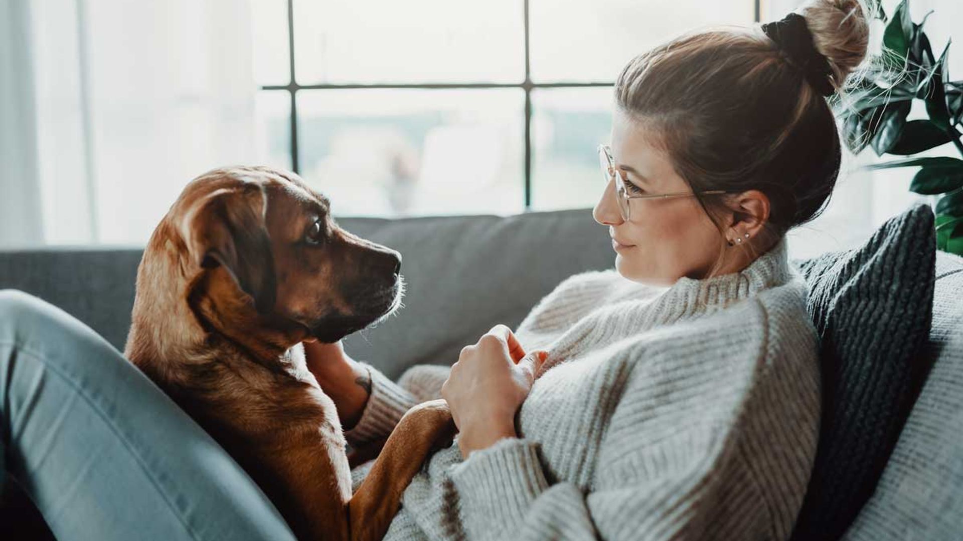 Emotional support animals: 5 affectionate dog breeds to combat ...