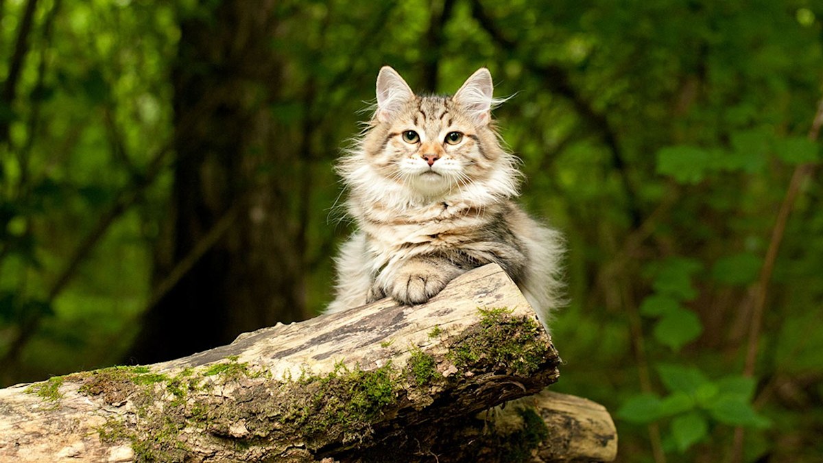 The cat that got the gram: 10 of the most Insta-worthy felines | HELLO!