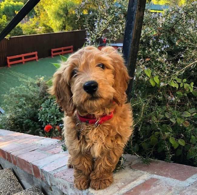 Friends star Matthew Perry shares first look inside jaw-dropping garden ...