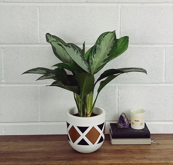 Best home office plants to brighten your working space & where to buy ...