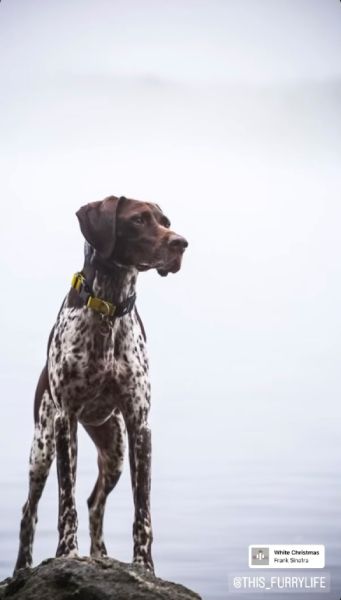 ABC’s David Muir shares majestic new photo of beloved family member ...