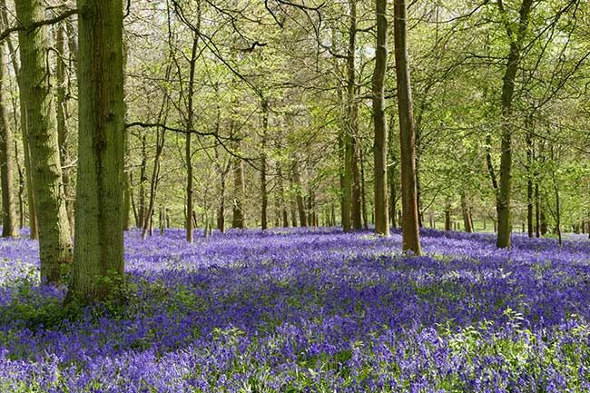 Top 5 spring flower fields and gardens in the UK | HELLO!
