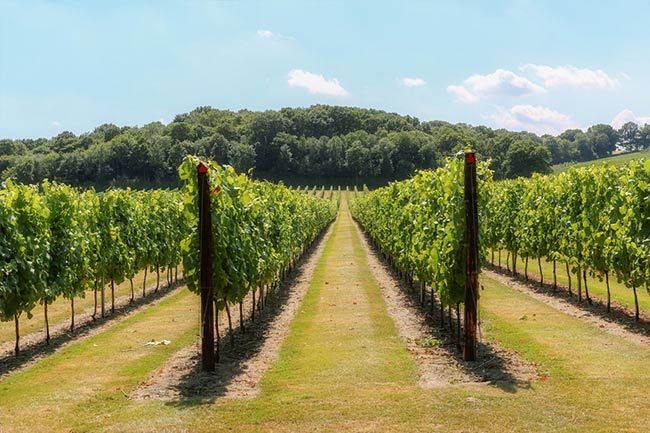 16 best UK vineyards: The perfect staycation idea for wine lovers | HELLO!