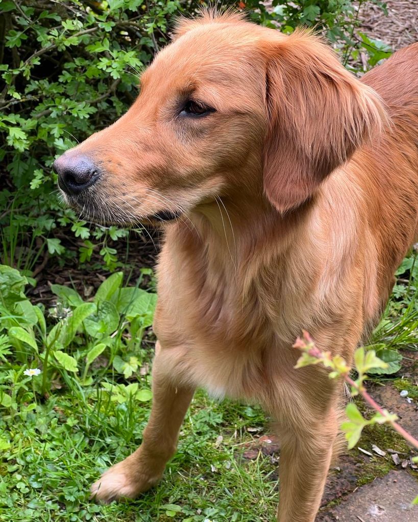 Monty Don inundated with support following heartbreaking death of ...