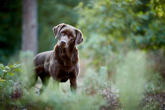 Emotional support animals: 5 affectionate dog breeds to combat ...