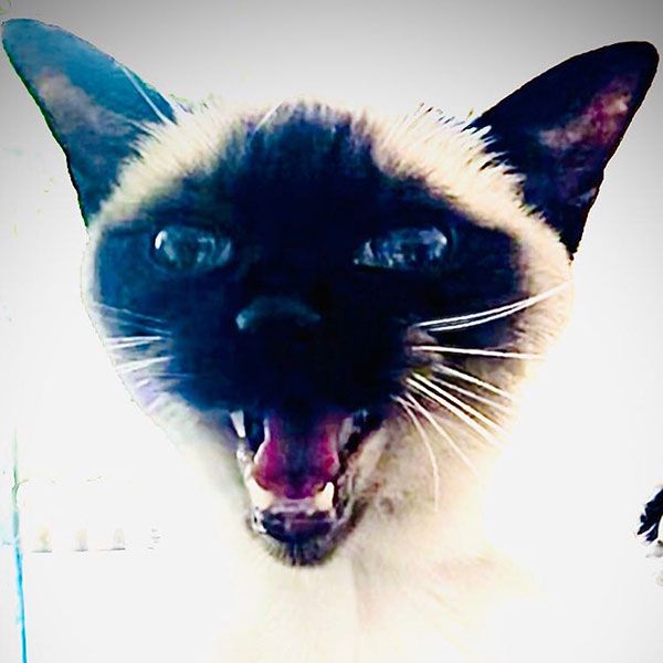 Ricky Gervais and partner Jane mourning death of beloved pet cat | HELLO!