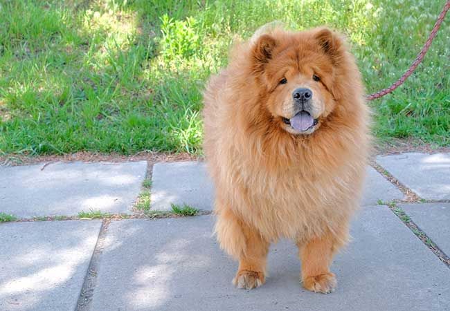 Best office-friendly dog breeds: Golden Retrievers, French Bulldogs and ...