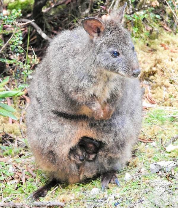Pregnant Bindi Irwin shares unexpected baby photo - and fans can't get ...