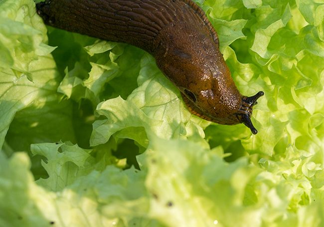 The Queen once found this slimy creature in her meal at Buckingham ...