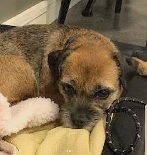 Find out which royal dog went missing and was found by police | HELLO!