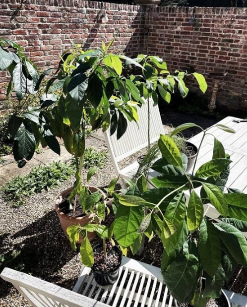 Dominic Chinea's suntrap at private country home he shares with wife ...