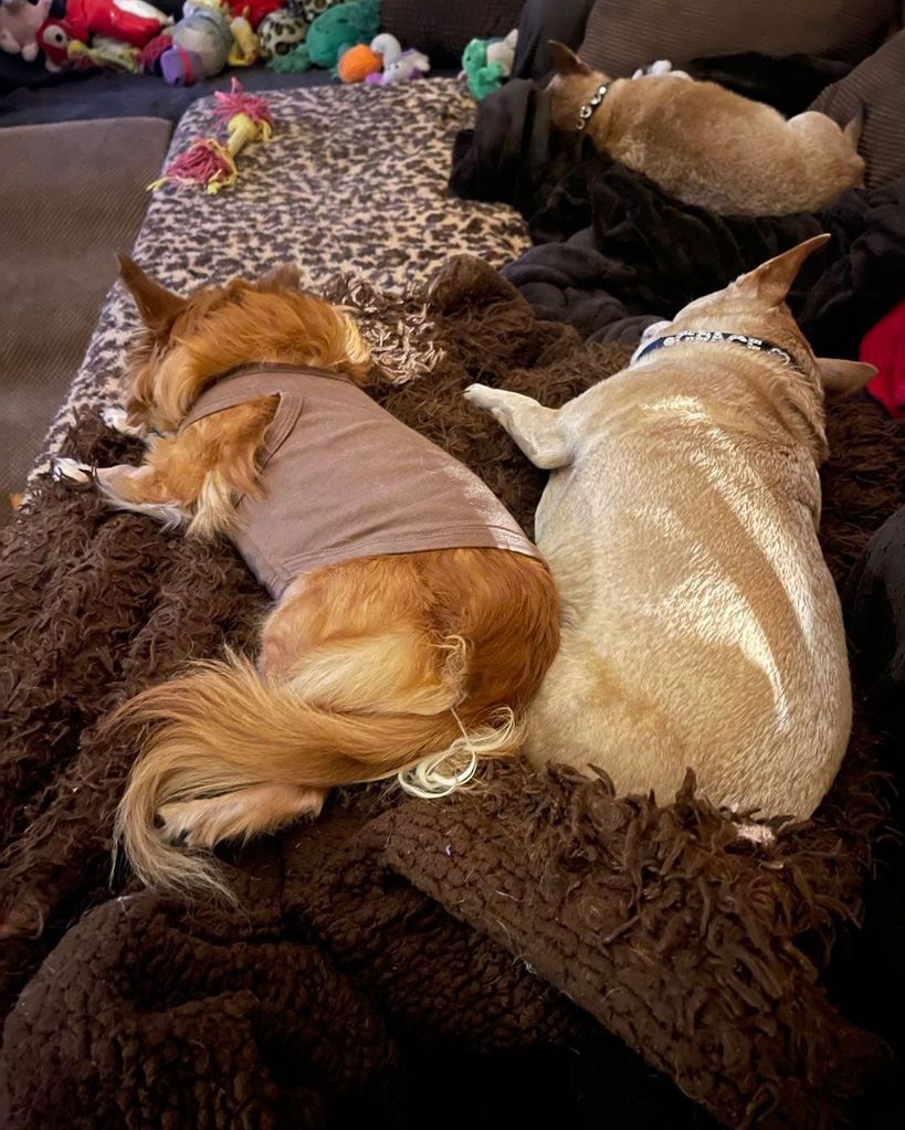 NCIS' Pauley Perrette reveals glimpse of rarely-seen dog – Brian ...