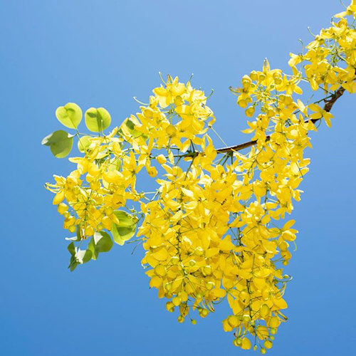 Beware dog owners! 10 spring plants that are toxic to your pets | HELLO!