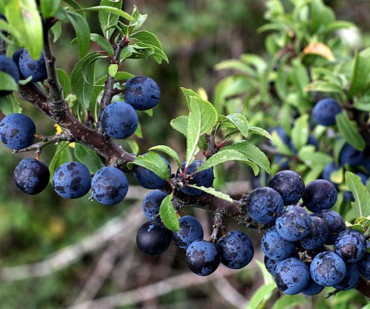 Sloe gin: How to make your own at home and recipes | HELLO!