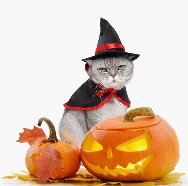 Best Halloween costumes for cats 2022: From bat wings, vampire capes ...