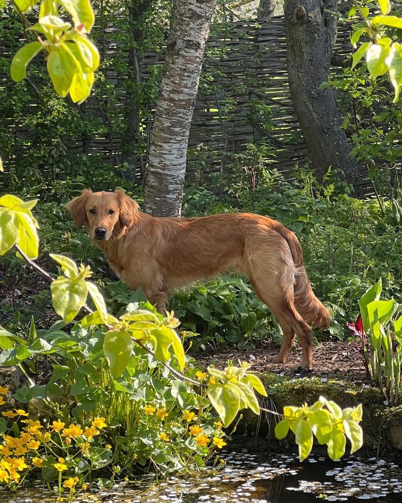 Gardeners' World's Monty Don shares emotional update in heartbreaking ...