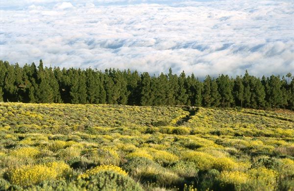 Tenerife: A tour of Tenerife, in the footsteps of Perseus | HELLO!