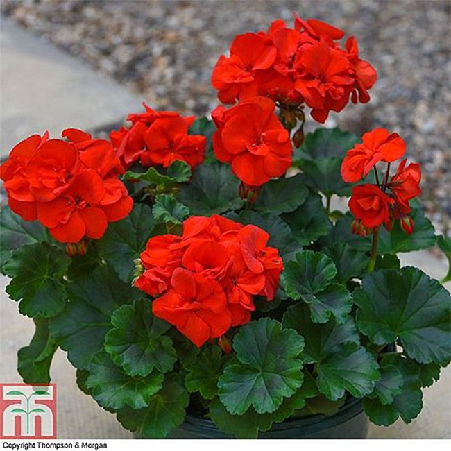 5 steps to planting last-minute patio pots this summer | HELLO!