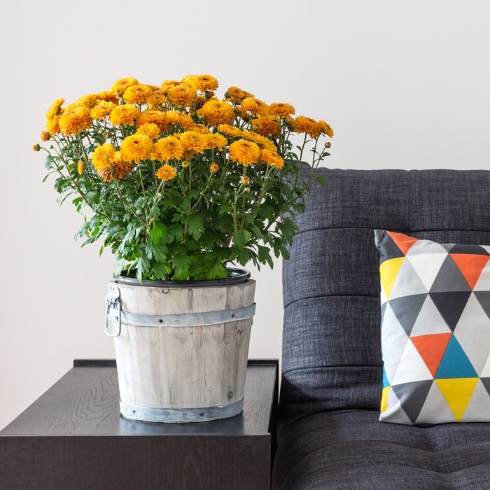 8 best houseplants for stress and depression – expert advice | HELLO!