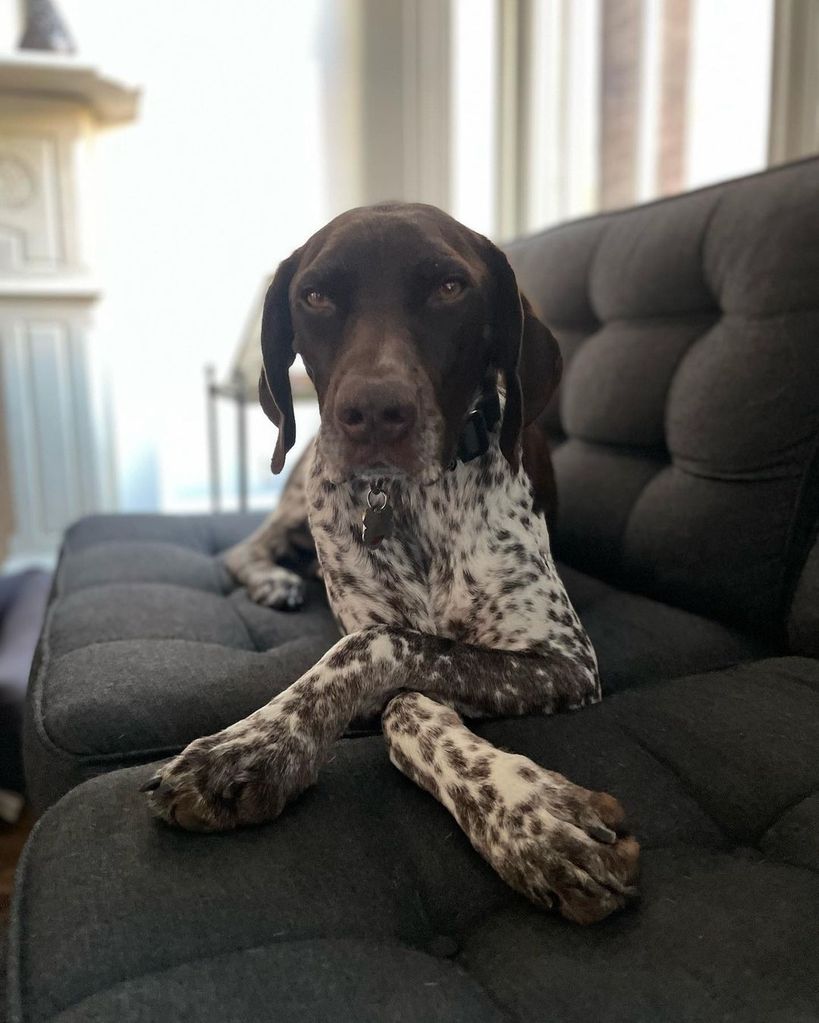 All we know about David Muir's adorable and beloved family member Axel ...