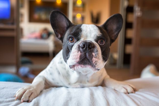 10 best dog breeds for flats and small homes | HELLO!