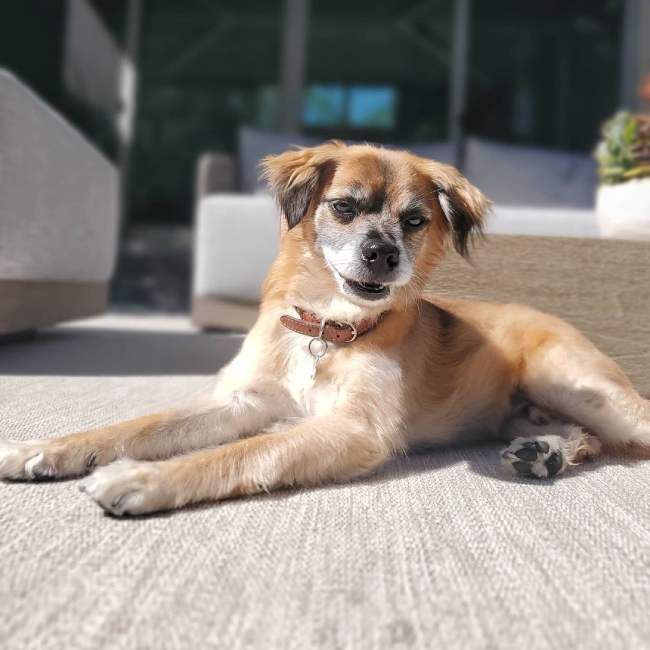 GMA's Robin Roberts' & partner Amber's conservatory looks like it ...