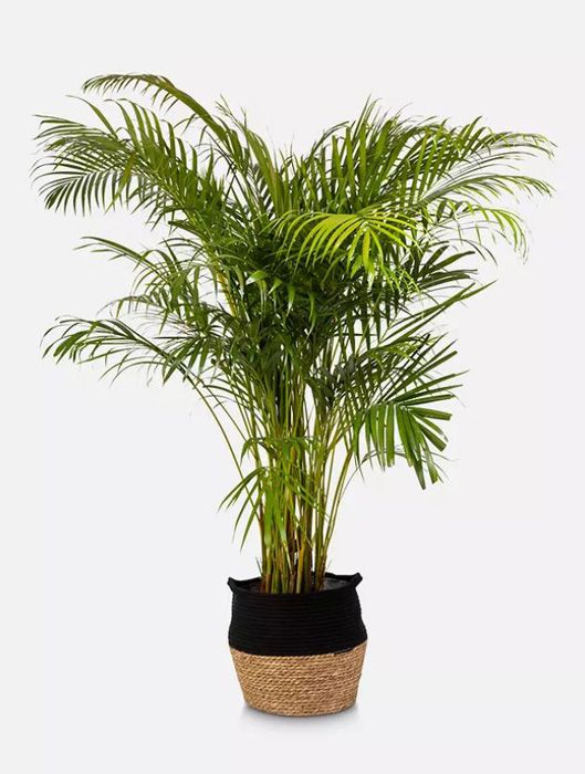 Kate Middleton & Meghan Markle's favourite houseplants revealed | HELLO!