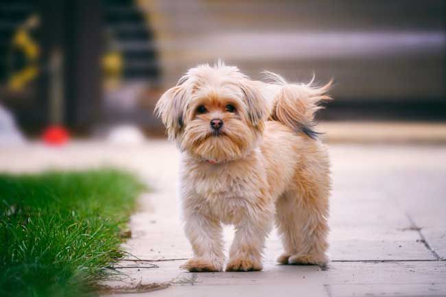 Naughtiest dog breeds revealed: 8 most destructive dogs | HELLO!
