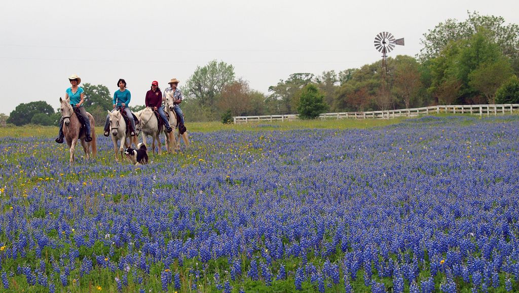4 ways to embrace cowboy culture while travelling Texas | HELLO!