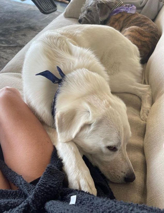 Jennifer Aniston's designer dog house for 3 precious pups at sprawling ...