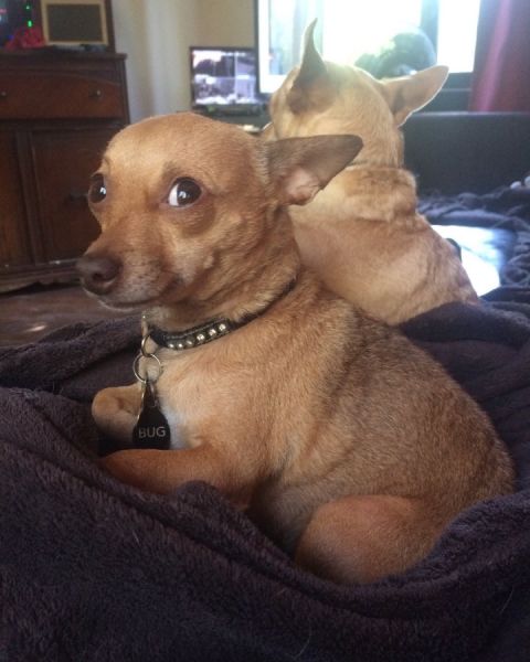 Former NCIS star Pauley Perrette provides a look inside her home 'that ...