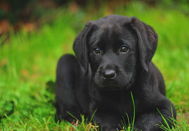 Best office-friendly dog breeds: Golden Retrievers, French Bulldogs and ...