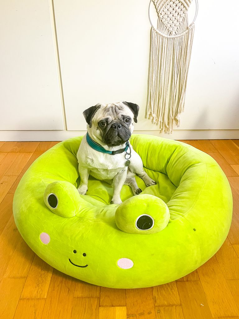 Squishmallows are now making beds for pets and my dog is in heaven ...