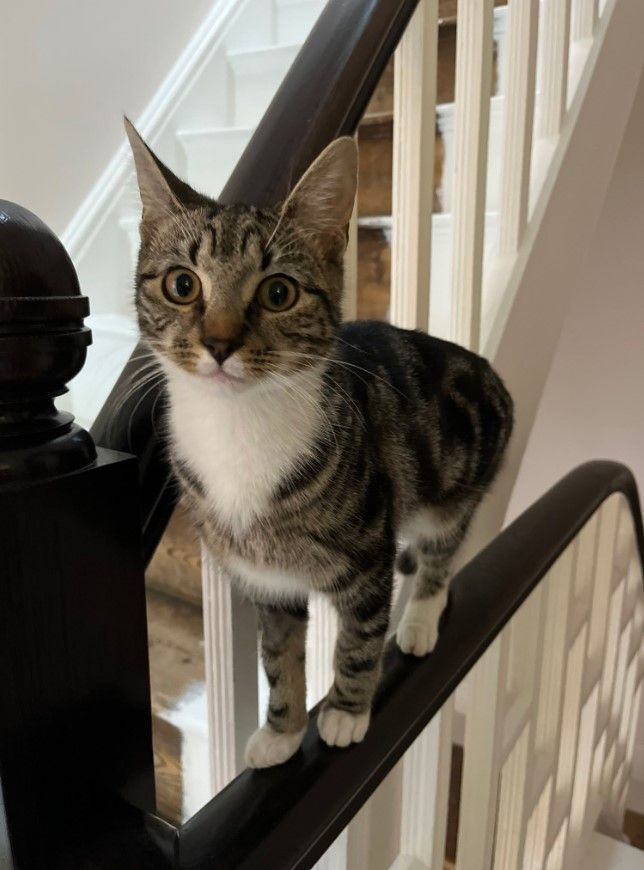 BBC Breakfast's Nina Warhurst's chic home with husband and kids | HELLO!