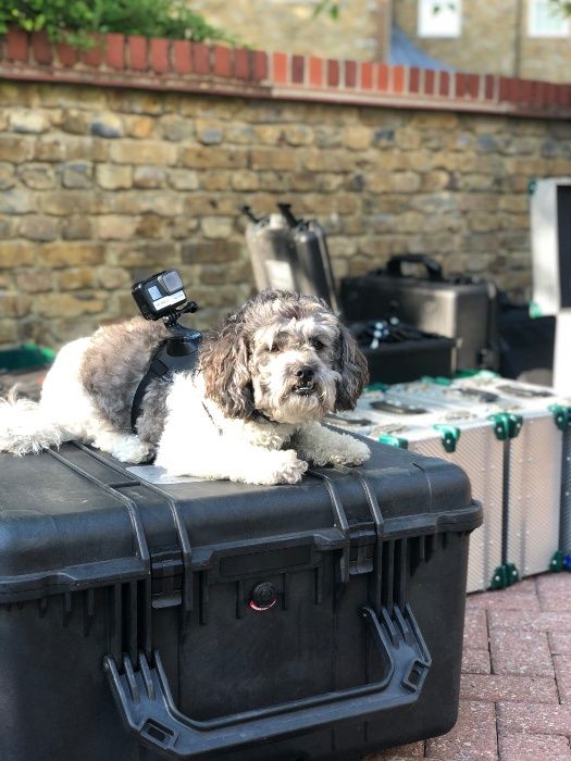 Celebrity Snoop Dogs: everything you need to know | HELLO!