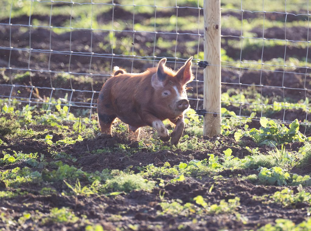 Jeremy Clarkson’s partner Lisa Hogan talks prison after clashing with ...