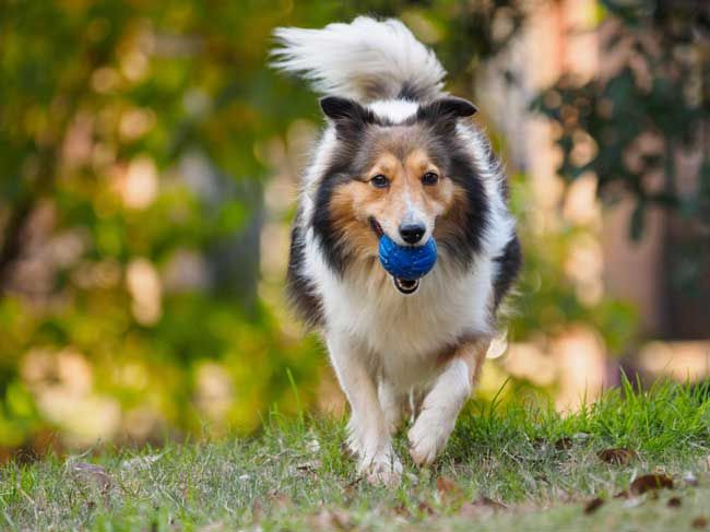 Naughtiest dog breeds revealed: 8 most destructive dogs | HELLO!