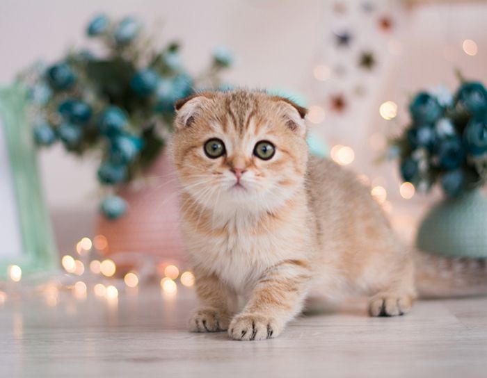 The cat that got the gram: 10 of the most Insta-worthy felines | HELLO!