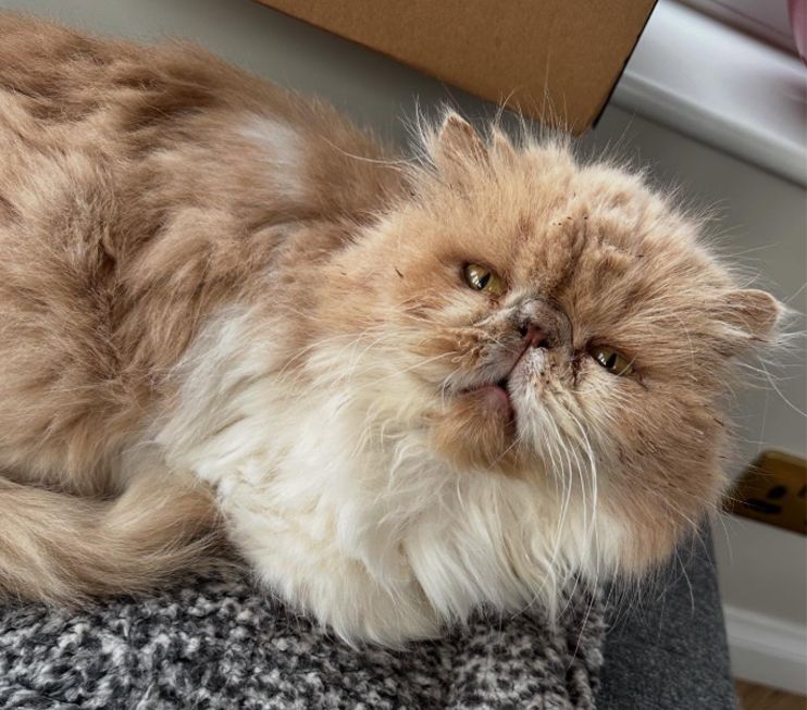 Gogglebox's Siddiqui family inundated with support after sad death | HELLO!