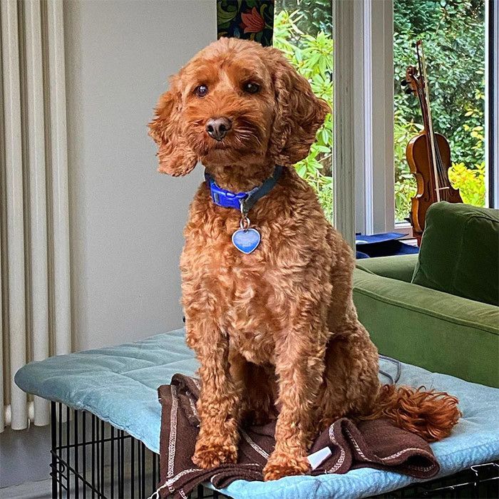 BBC Breakfast's Dan Walker has the most STUNNING sofa | HELLO!