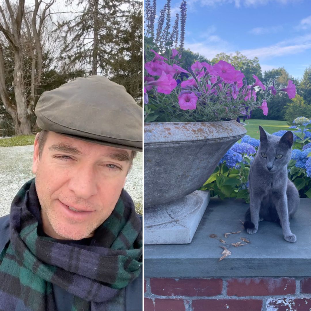 Michael Weatherly reveals next adventure after wrapping NCIS: Tony ...